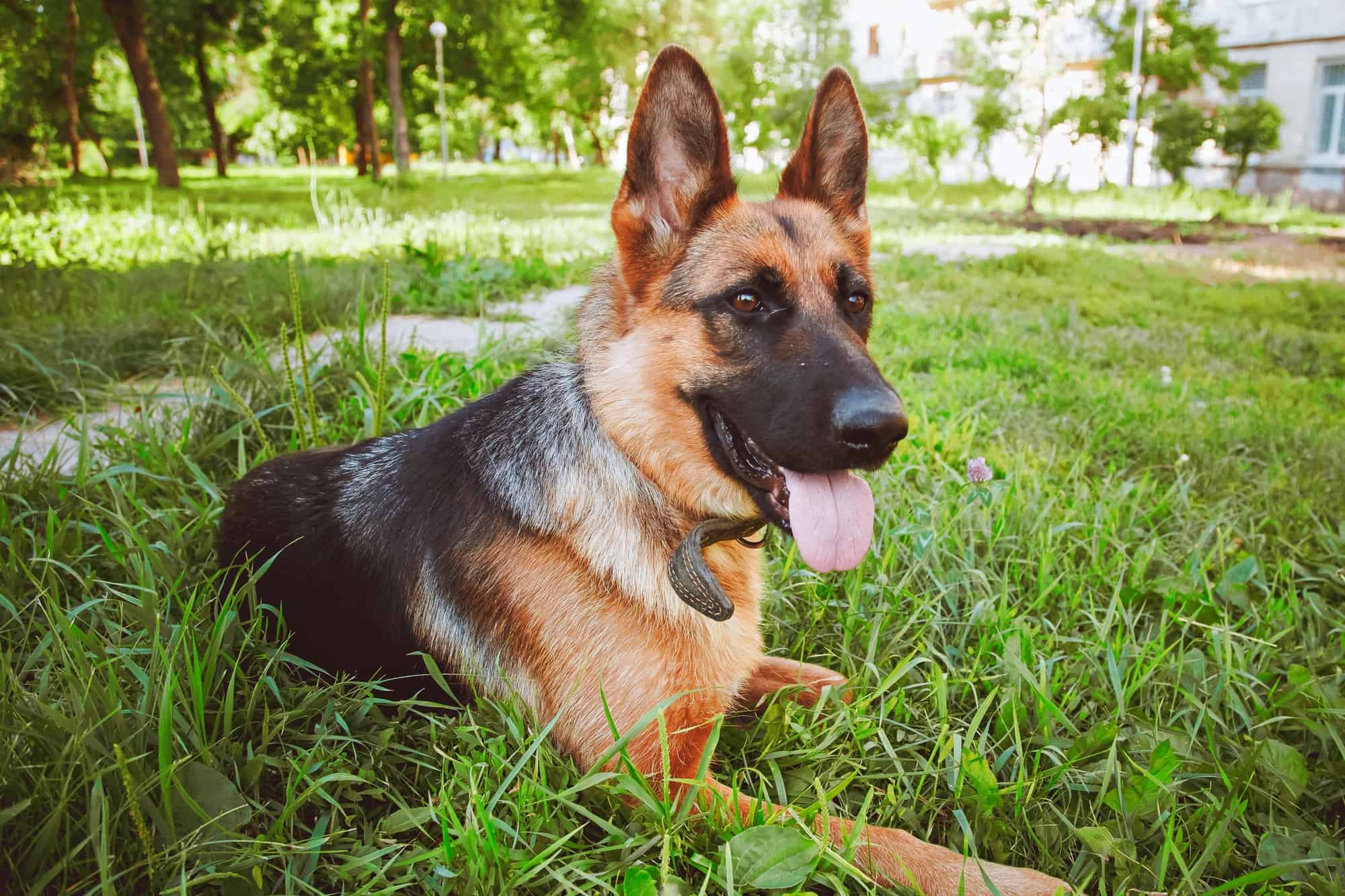Short-Haired German Shepherd: Info, Pictures, FAQs & More