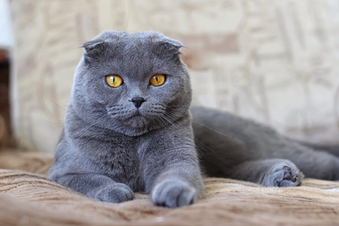 15 Beautiful Grey Cat Breeds You’ll Want to Adopt