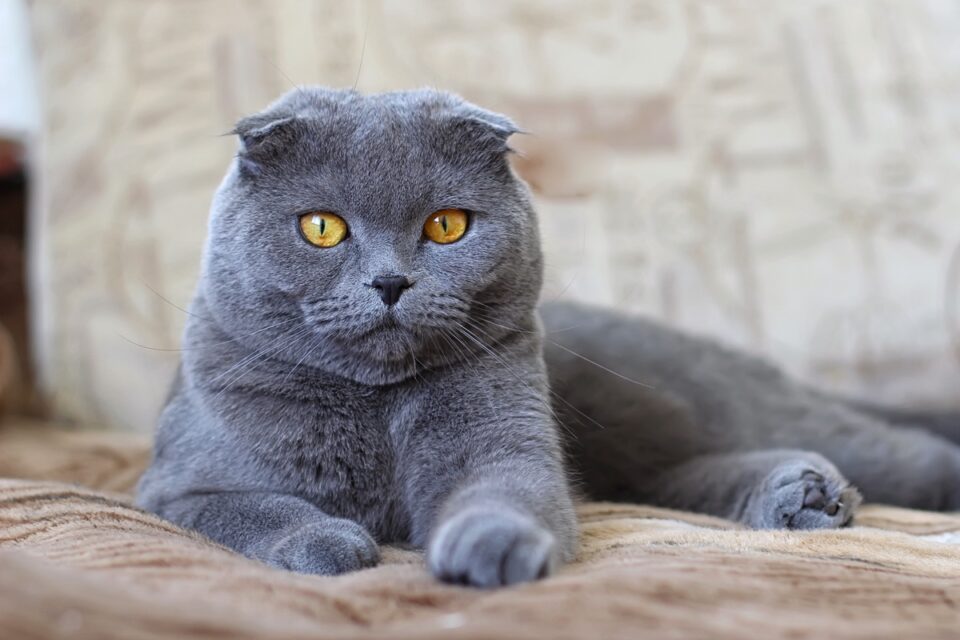 15 Beautiful Grey Cat Breeds You’ll Want to Adopt