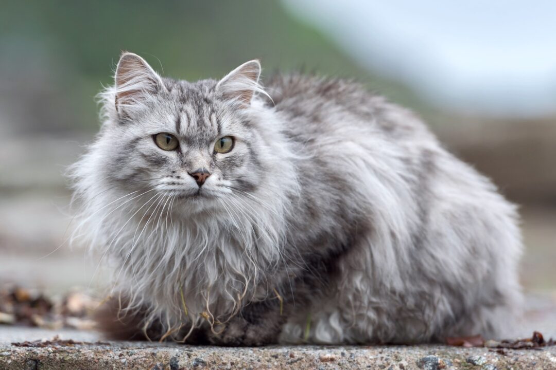 15 Beautiful Grey Cat Breeds You’ll Want to Adopt