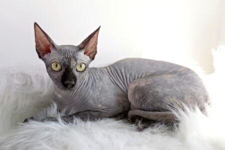 15 Beautiful Grey Cat Breeds You’ll Want to Adopt