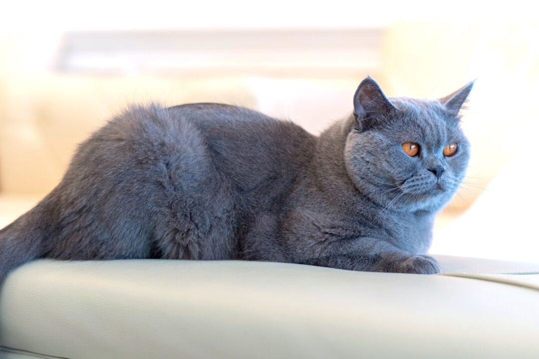 15 Beautiful Grey Cat Breeds You’ll Want to Adopt