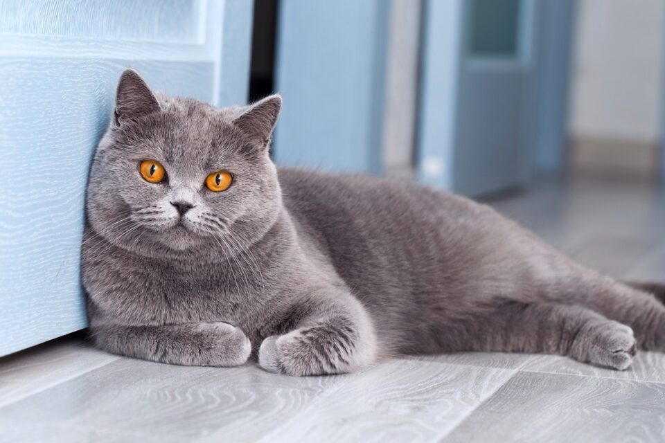 15 Beautiful Grey Cat Breeds You’ll Want to Adopt