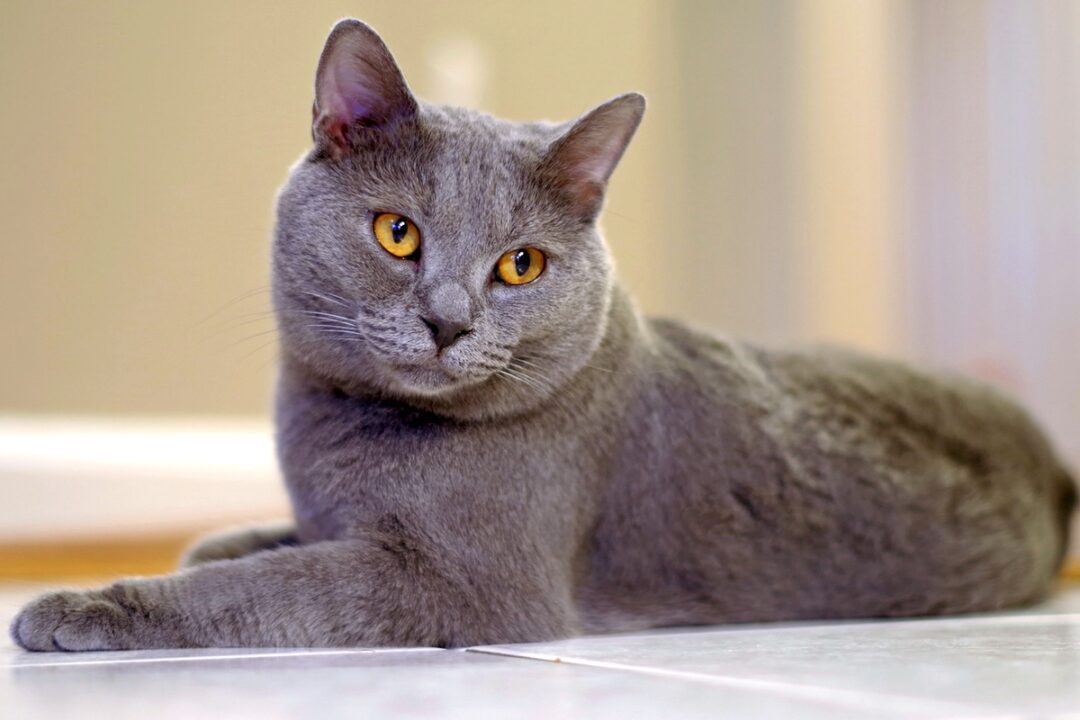 15 Beautiful Grey Cat Breeds You’ll Want to Adopt