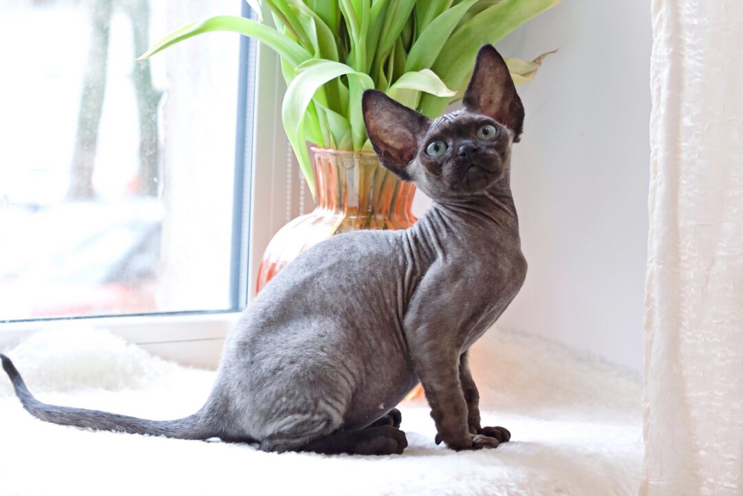 15 Beautiful Grey Cat Breeds You’ll Want to Adopt