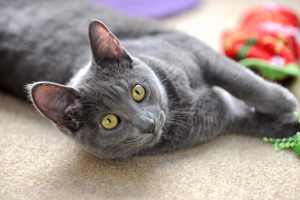 15 Beautiful Grey Cat Breeds You’ll Want to Adopt