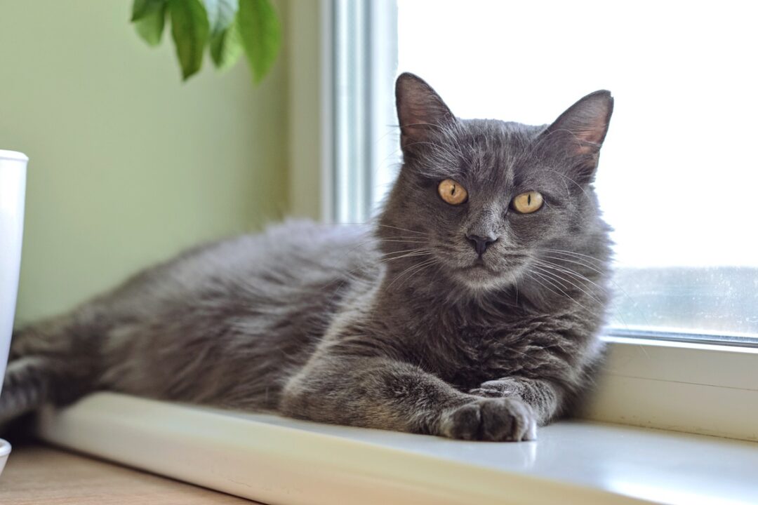 15 Beautiful Grey Cat Breeds You’ll Want to Adopt