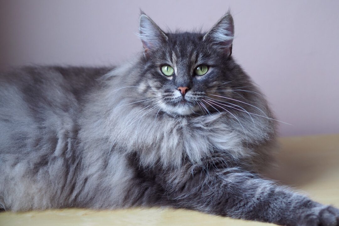 15 Beautiful Grey Cat Breeds You’ll Want to Adopt