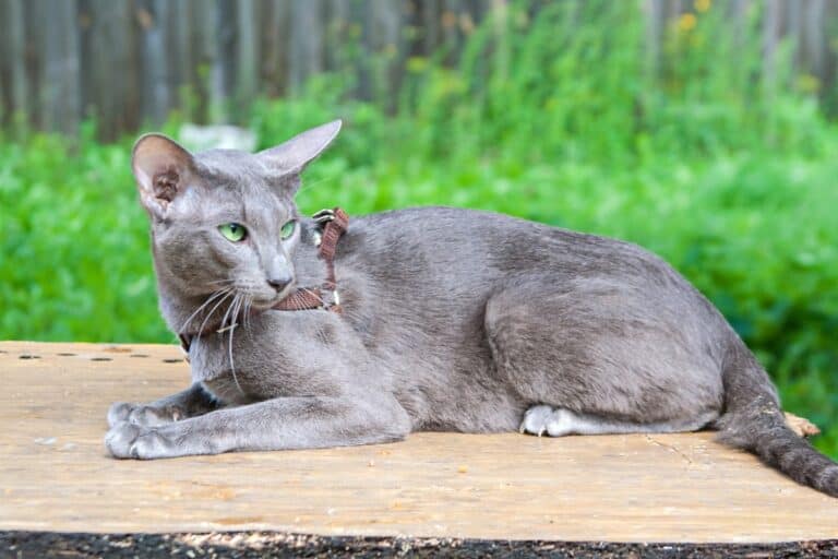 15 Beautiful Grey Cat Breeds You’ll Want to Adopt