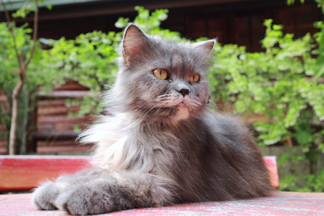 15 Beautiful Grey Cat Breeds You’ll Want to Adopt