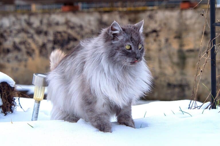 15 Beautiful Grey Cat Breeds You’ll Want to Adopt