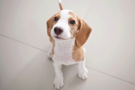 Lemon Beagle: A Guide to the Rare Beagle Color (With Pictures)