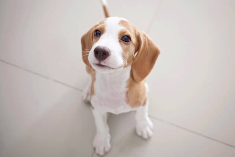 Lemon Beagle: A Guide to the Rare Beagle Color (With Pictures)
