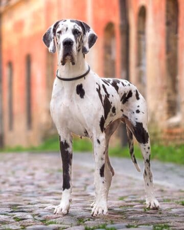 Merle Great Dane: Facts, Genetics, Health, Puppy Prices & FAQs