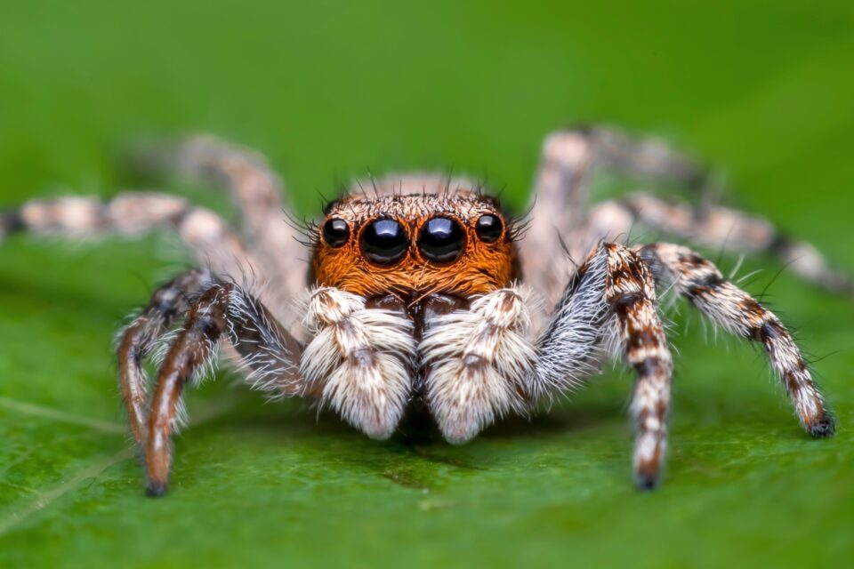 Jumping Spider: Everything You Need to Know (Pictures & FAQs)