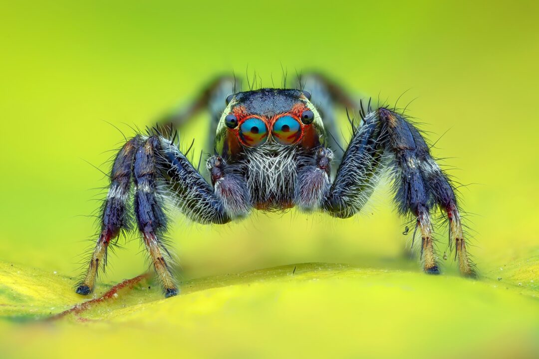 Jumping Spider: Everything You Need to Know (Pictures & FAQs)