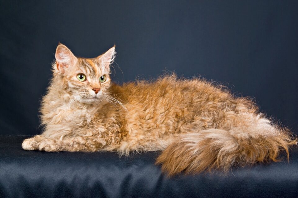 4 Cute Cat Breeds With Curly Hair (With Pictures & FAQs)