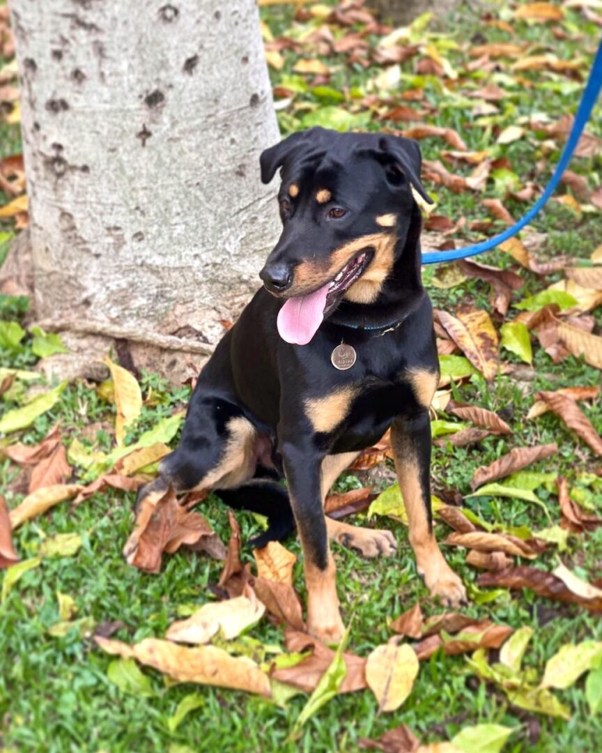 Rottador (Rottweiler & Lab Mix) Info, Pictures, Facts & FAQs