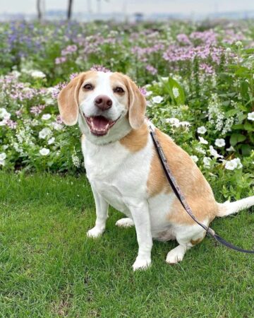 Lemon Beagle: A Guide to the Rare Beagle Color (With Pictures)