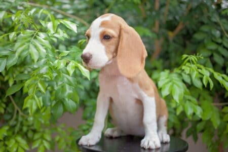 Lemon Beagle: A Guide to the Rare Beagle Color (With Pictures)