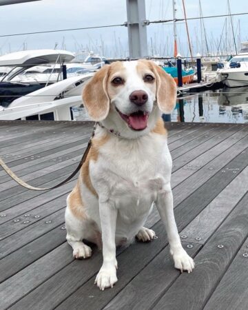 Lemon Beagle: A Guide to the Rare Beagle Color (With Pictures)