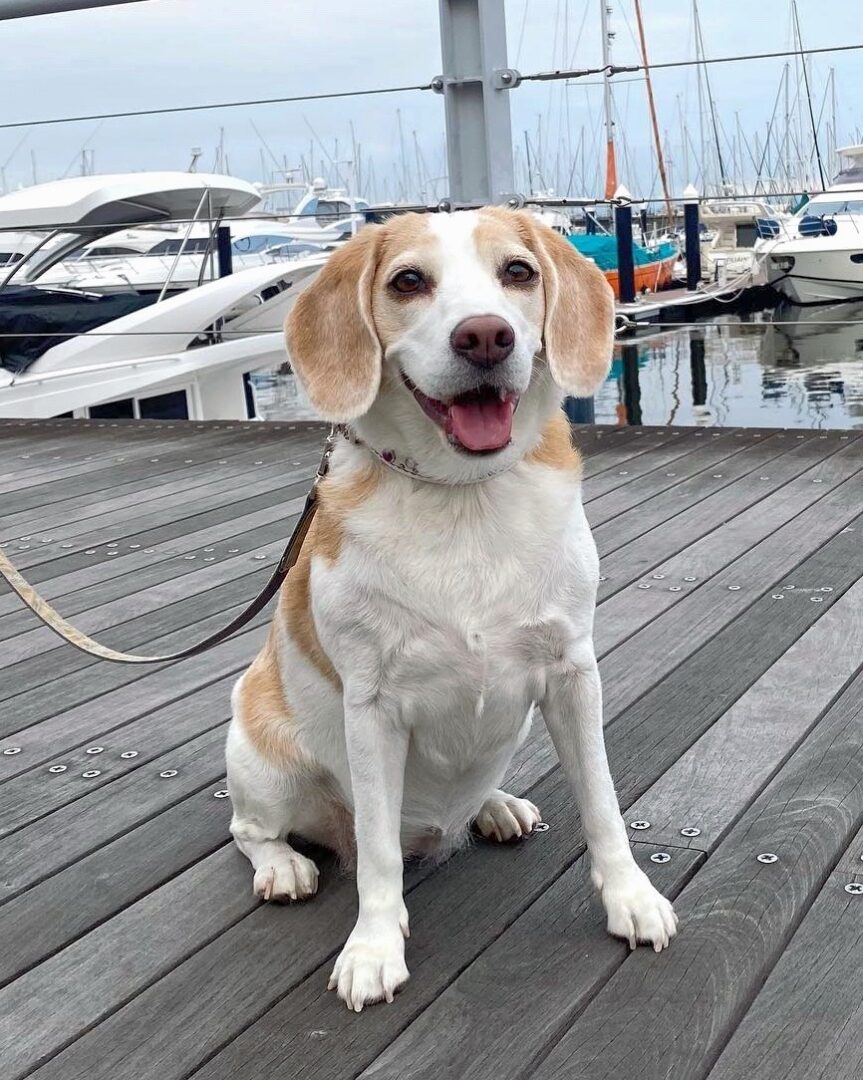Lemon Beagle: A Guide to the Rare Beagle Color (With Pictures)