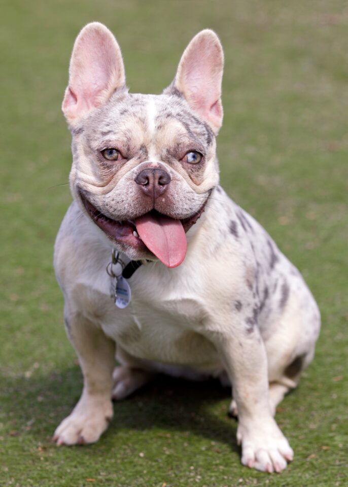 Merle French Bulldog: Info, Facts, Genetics, Puppy Prices & FAQs