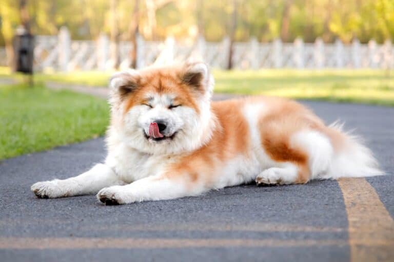 Long-Haired Akita: Do Long Coat Akitas Really Exist?