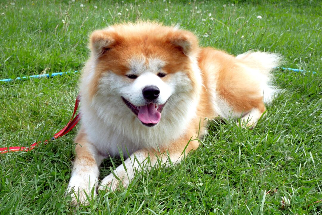 Long-Haired Akita: Do Long Coat Akitas Really Exist?