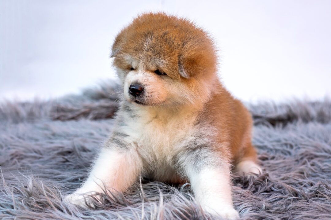 Long-Haired Akita: Do Long Coat Akitas Really Exist?