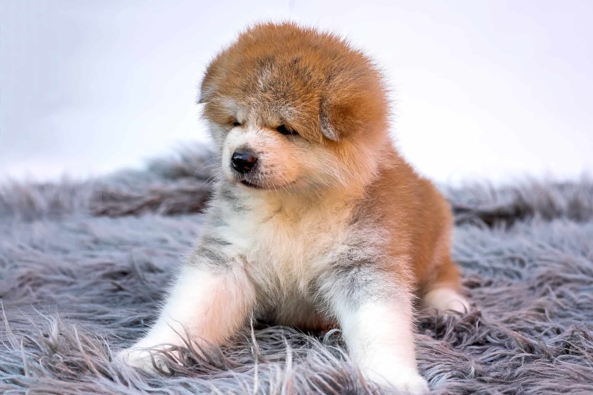 Long-Haired Akita: Do Long Coat Akitas Really Exist?