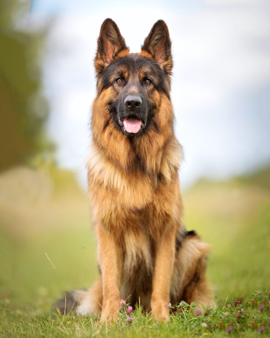 Short-Haired German Shepherd: Info, Pictures, FAQs & More