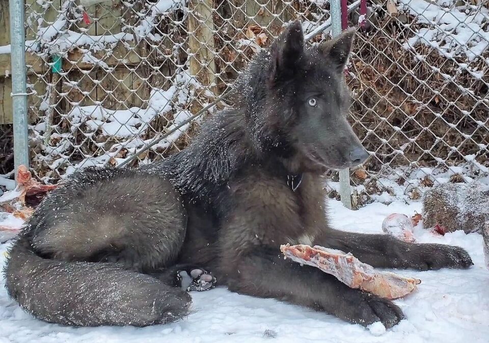 Lycan Shepherd | Dog Breed Facts, Information, Pictures & FAQs