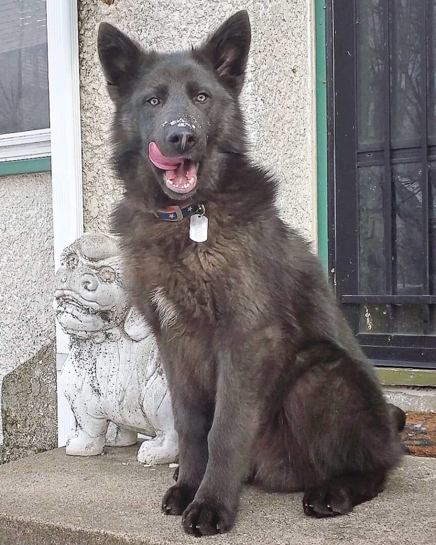 Lycan Shepherd | Dog Breed Facts, Information, Pictures & FAQs