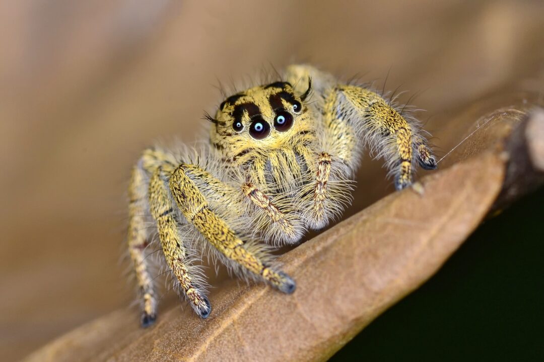 Jumping Spider: Everything You Need to Know (Pictures & FAQs)