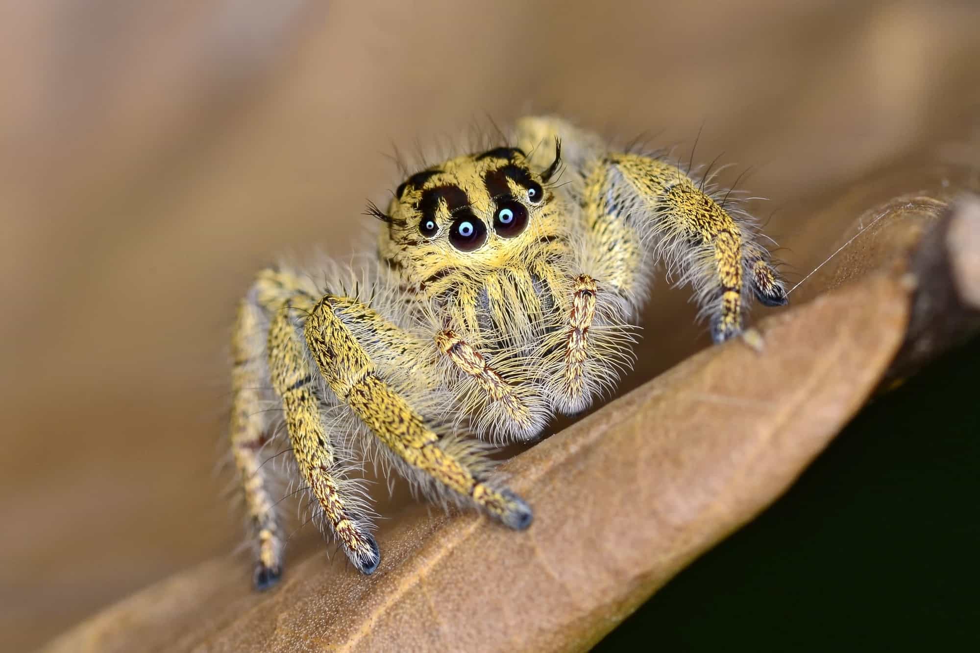 Jumping Spider: Everything You Need to Know (Pictures & FAQs)