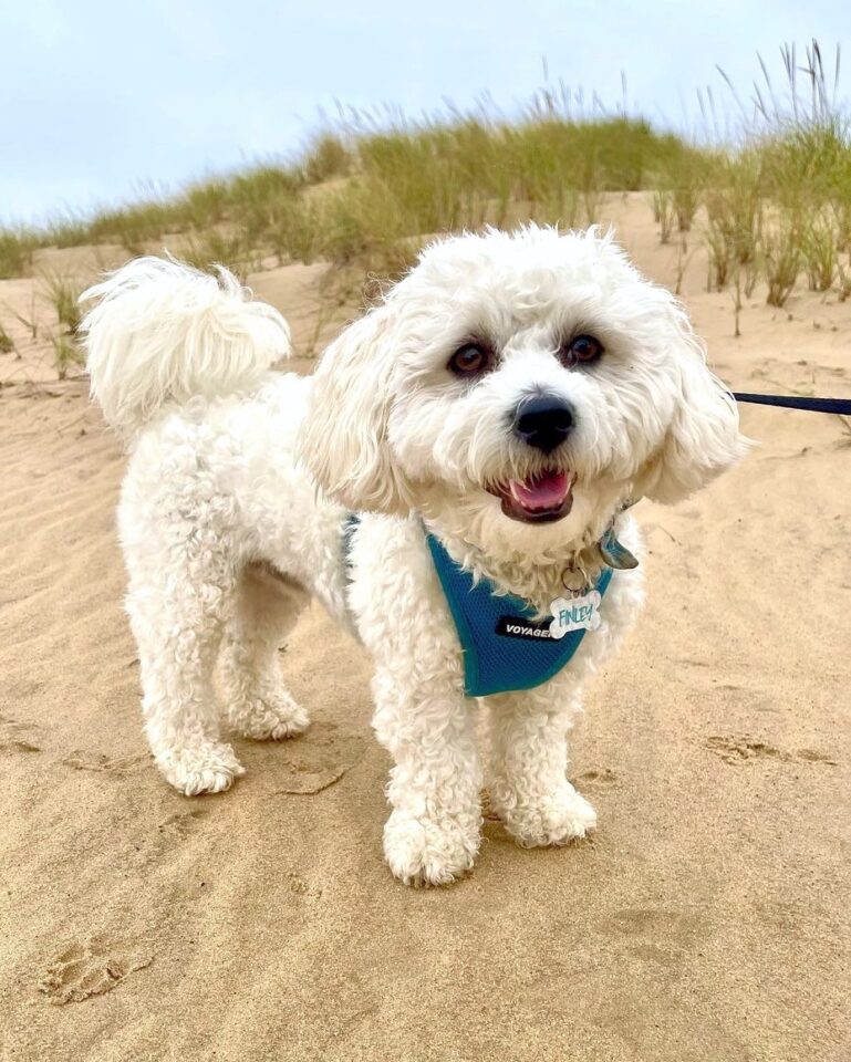 Maltichon (Maltese & Bichon Frise Mix) Info, Pictures, Facts, FAQs & More