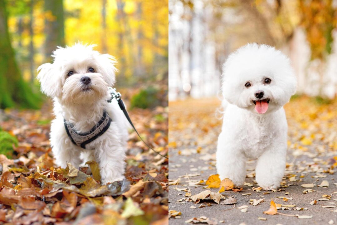 Maltichon (Maltese & Bichon Frise Mix) Info, Pictures, Facts, FAQs & More