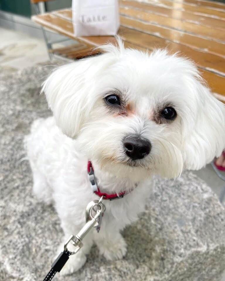 Maltichon (Maltese & Bichon Frise Mix) Info, Pictures, Facts, FAQs & More