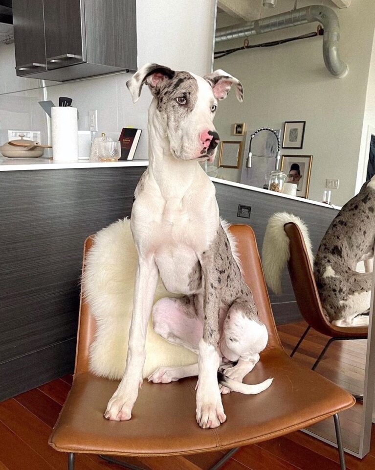 Merle Great Dane: Facts, Genetics, Health, Puppy Prices & FAQs