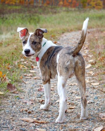 Aussie Pit (Australian Shepherd & Pitbull Mix) Info, Pictures, Facts ...
