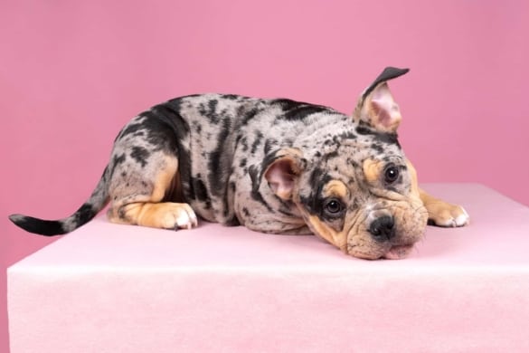 Wooly Husky: Facts About Wooly Siberian Huskies (With FAQs)