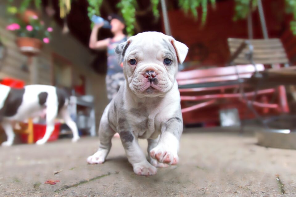 Merle English Bulldog: The Uniquely Coated Bully You'll Love