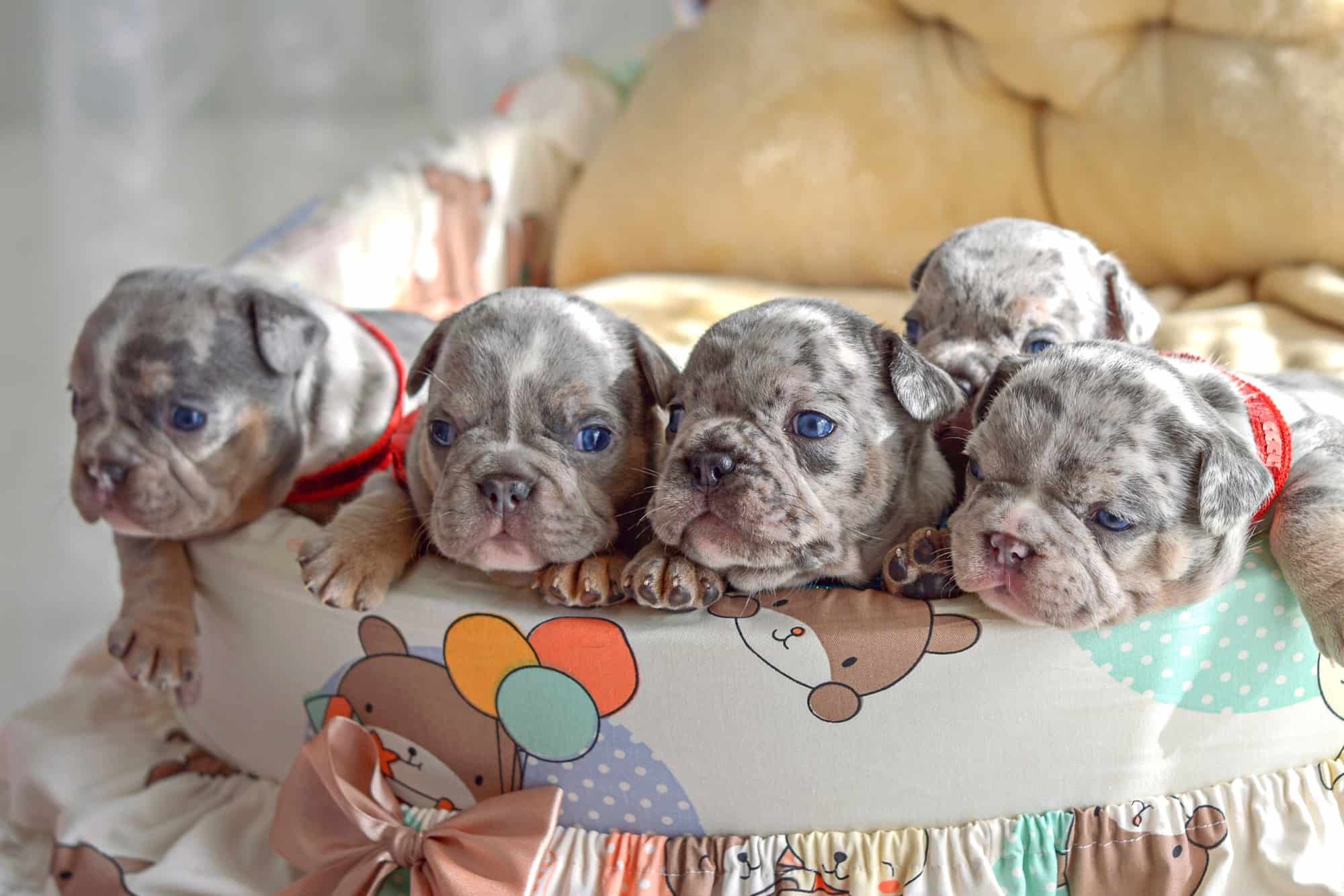 Merle French Bulldog: Info, Facts, Genetics, Puppy Prices & FAQs