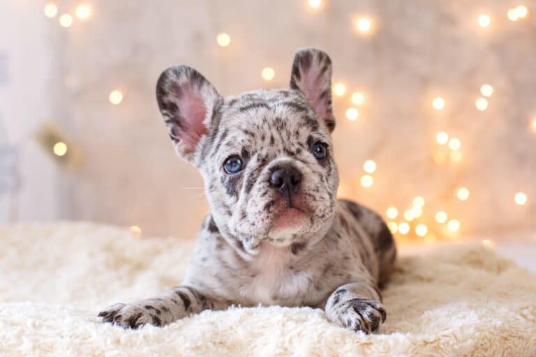 Merle French Bulldog: Info, Facts, Genetics, Puppy Prices & FAQs