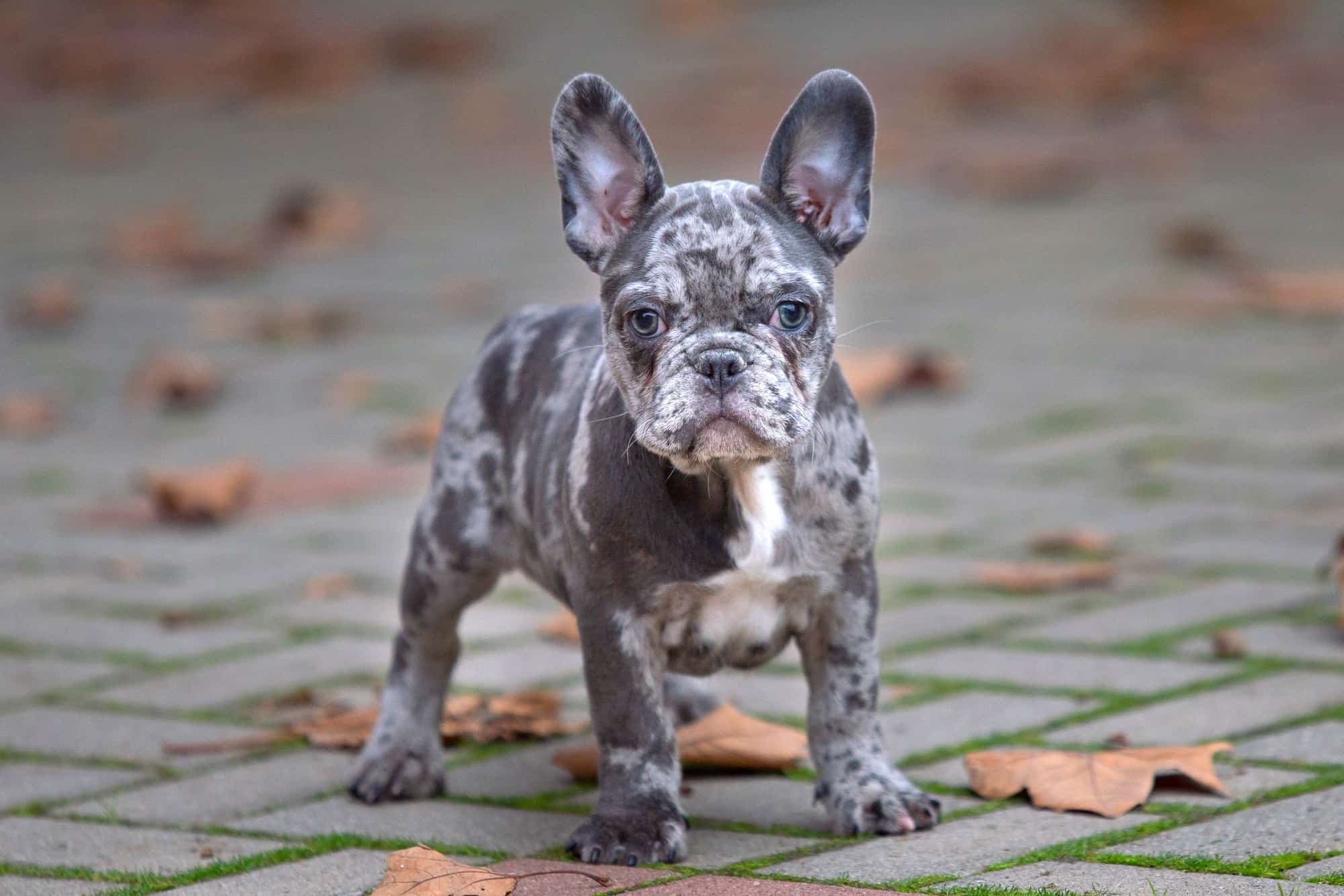 Merle French Bulldog: Info, Facts, Genetics, Puppy Prices & FAQs