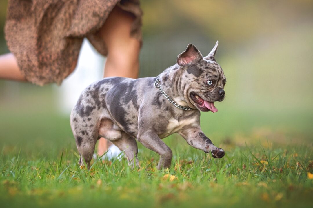 Merle French Bulldog: Info, Facts, Genetics, Puppy Prices & FAQs