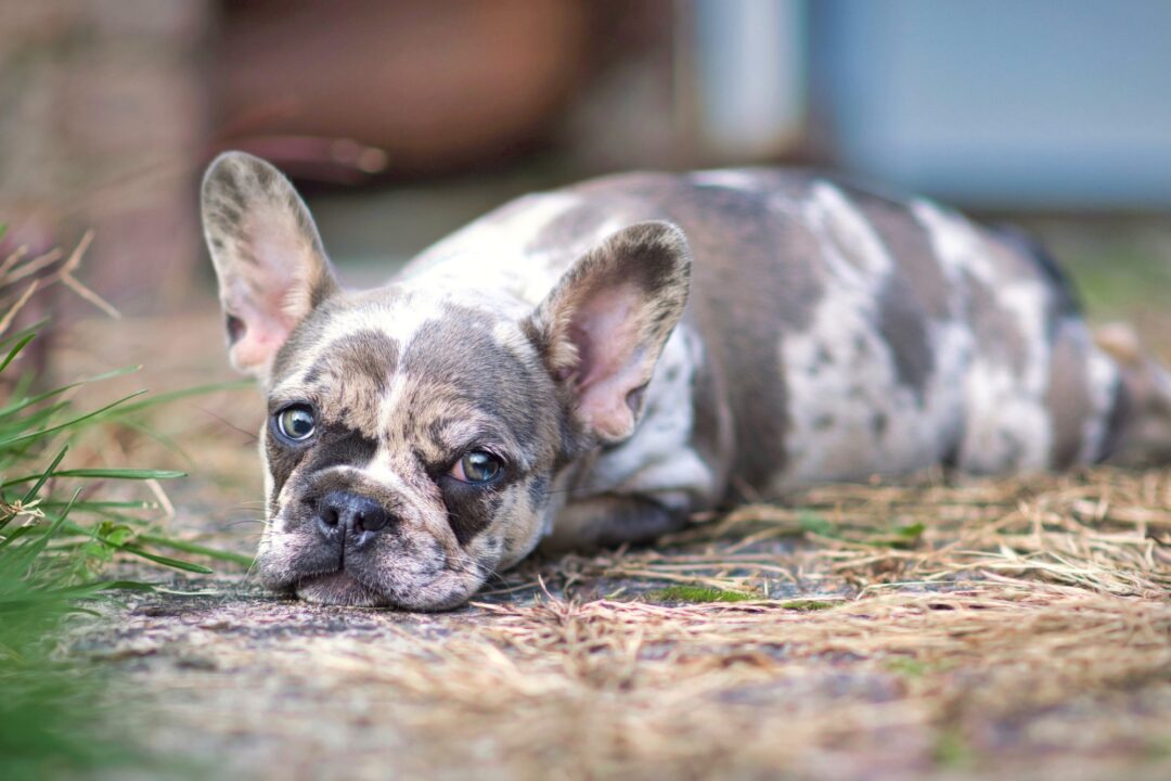 Merle French Bulldog: Info, Facts, Genetics, Puppy Prices & FAQs