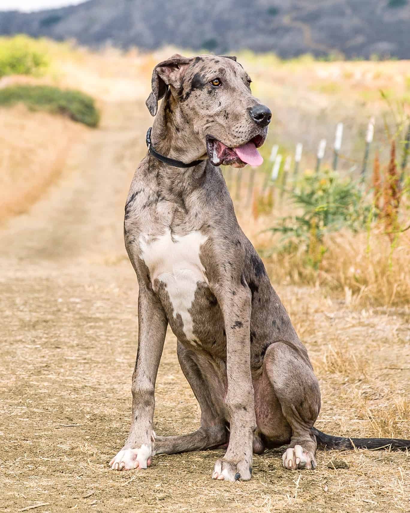Merle Great Dane: Facts, Genetics, Health, Puppy Prices & FAQs