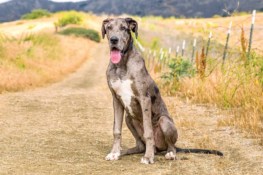Merle Great Dane: Facts, Genetics, Health, Puppy Prices & FAQs
